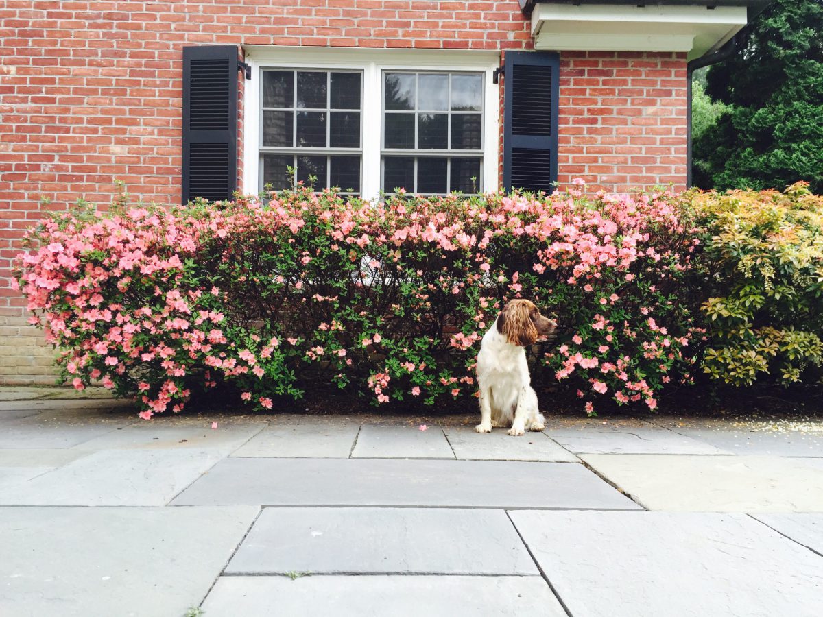 Springtime Fun and Spring Hazards for Dogs – Dorwest