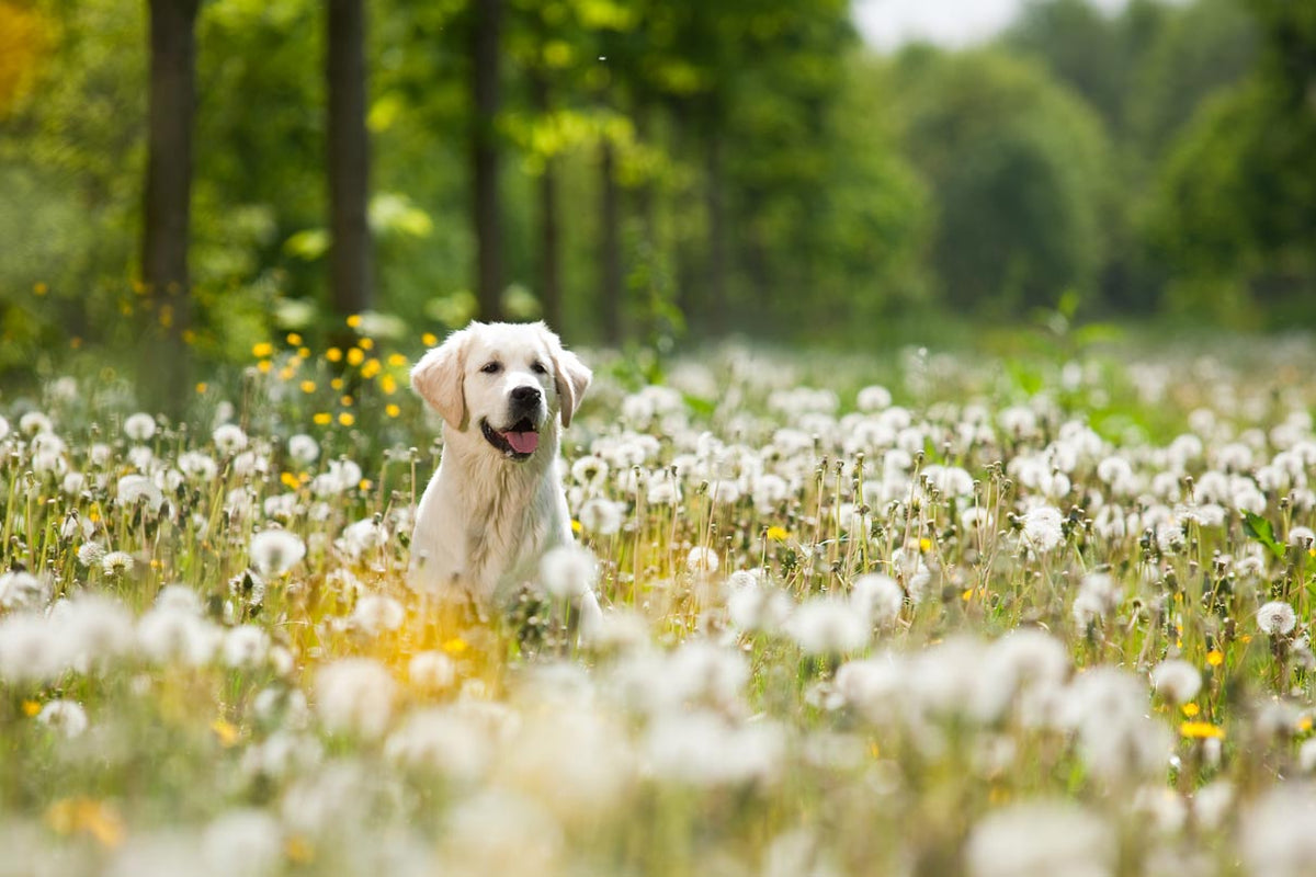 How to keep your dog calm with Scullcap & Valerian Tablets and Valeria ...