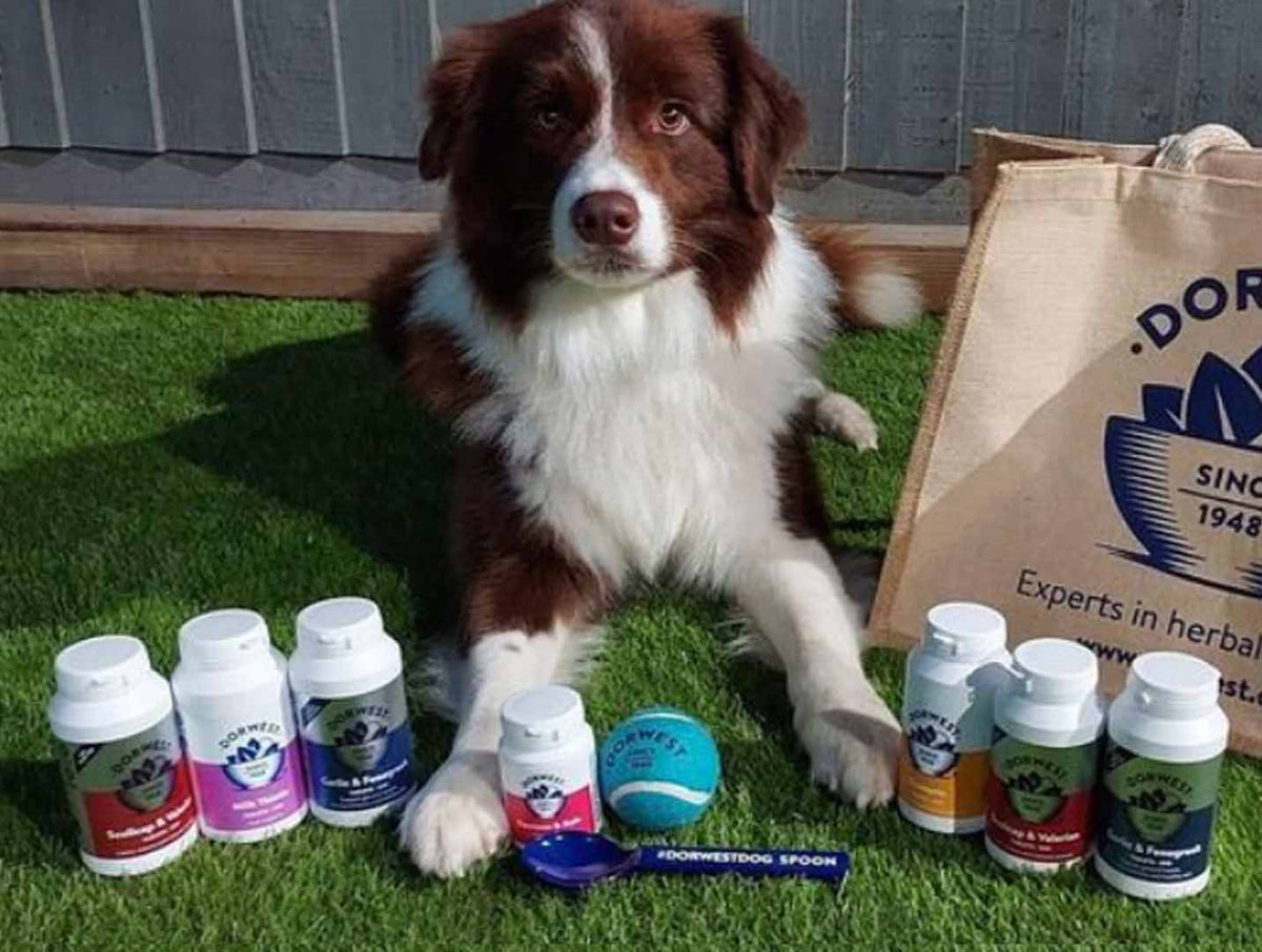 Meet our brand ambassadors at Crufts 2023! – Dorwest