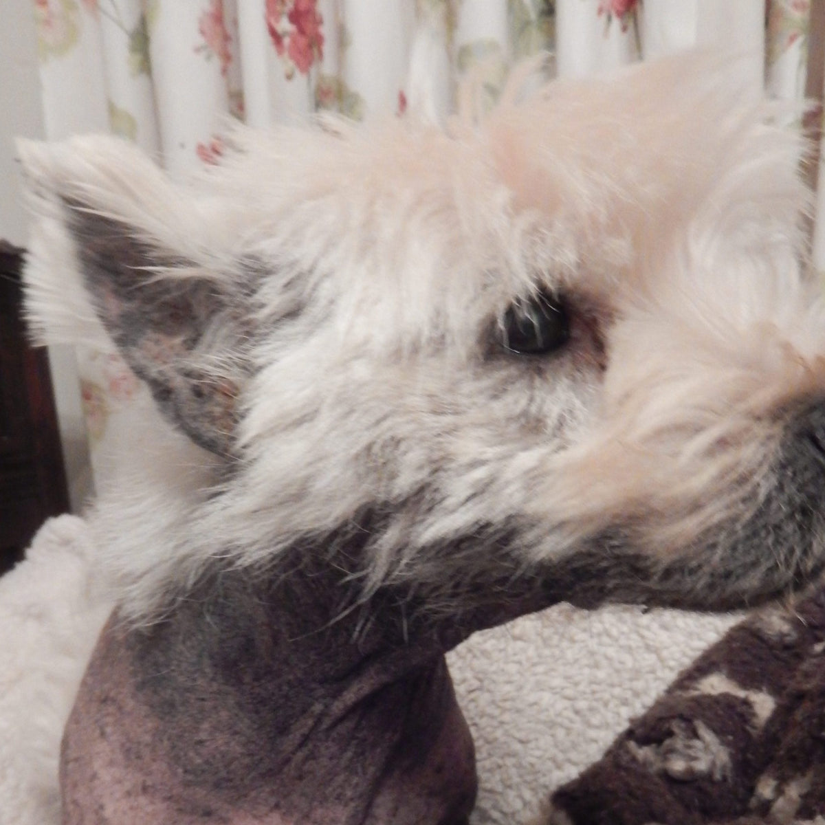 Yeasty smelly skin? No more nasty niffs for Hamish – Dorwest