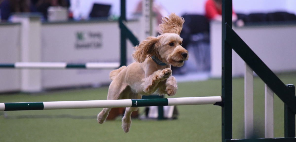 How to get started in Agility – Dorwest