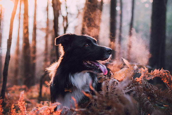Preparing Your Dog For Winter With A Winter MOT! - Dorwest Herbs