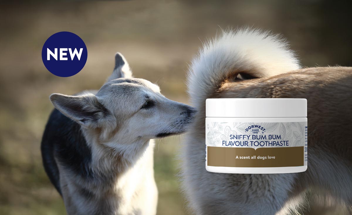 Introducing NEW dog bottom flavoured toothpaste – Dorwest