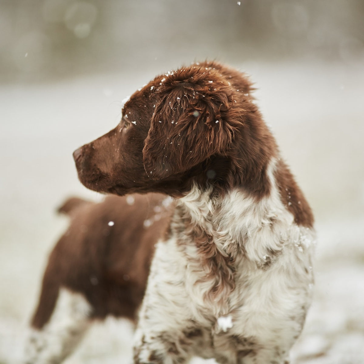 How to look after your dog's dry skin in Winter – Dorwest
