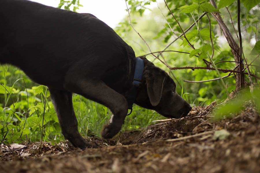 Why do dogs eat poo? – Dorwest