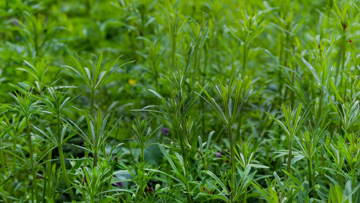 Why Is My Dog Eating Sticky Weed? | Dorwest Herbs