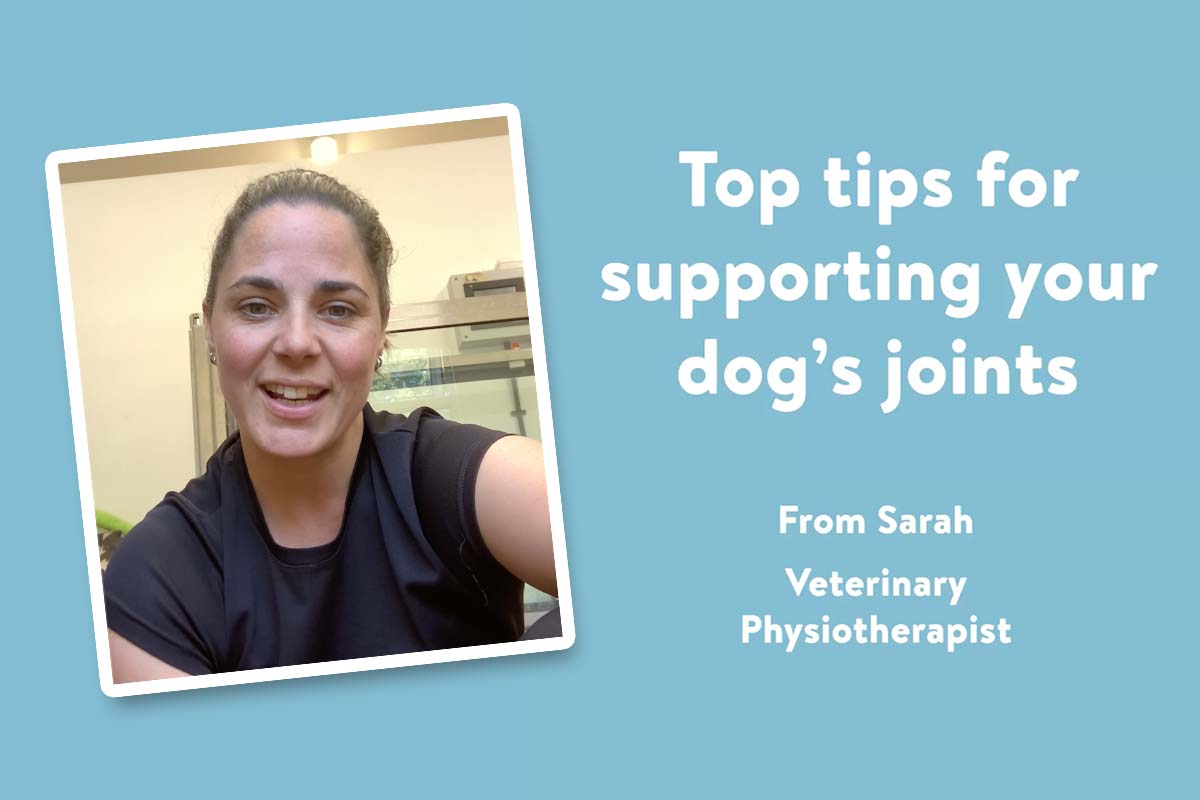 Expert advice: How to support your dog's joints – Dorwest