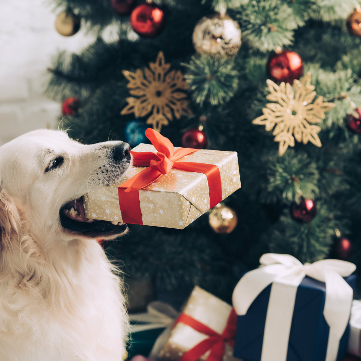 7 Christmas Gift Ideas For Your Dog! – Dorwest