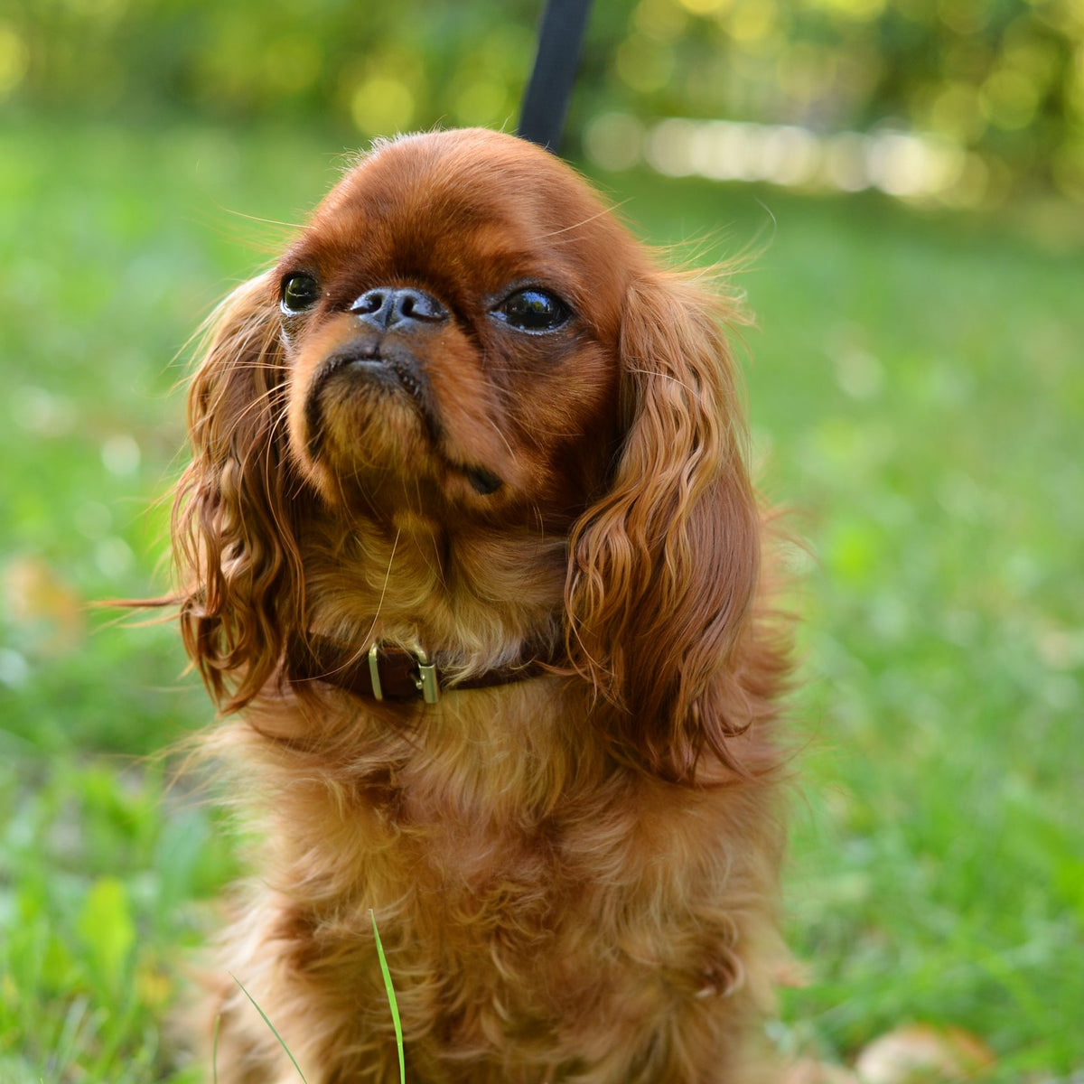 Breed of the month - King Charles Spaniel | Dorwest Herbs