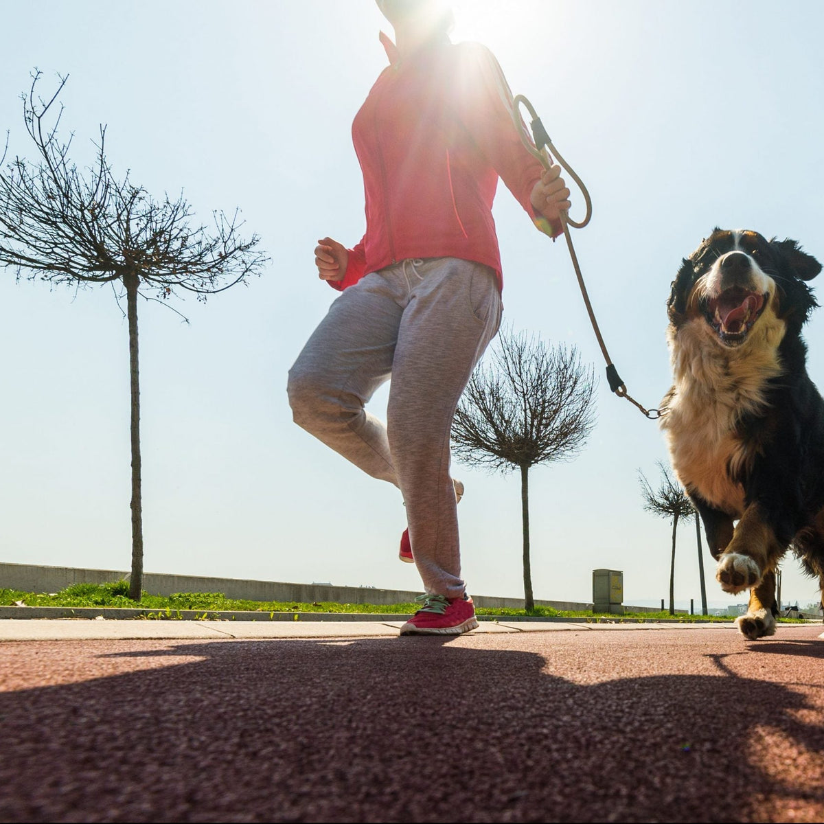 New year, New Me, New Dog! How to start running with your dog – Dorwest