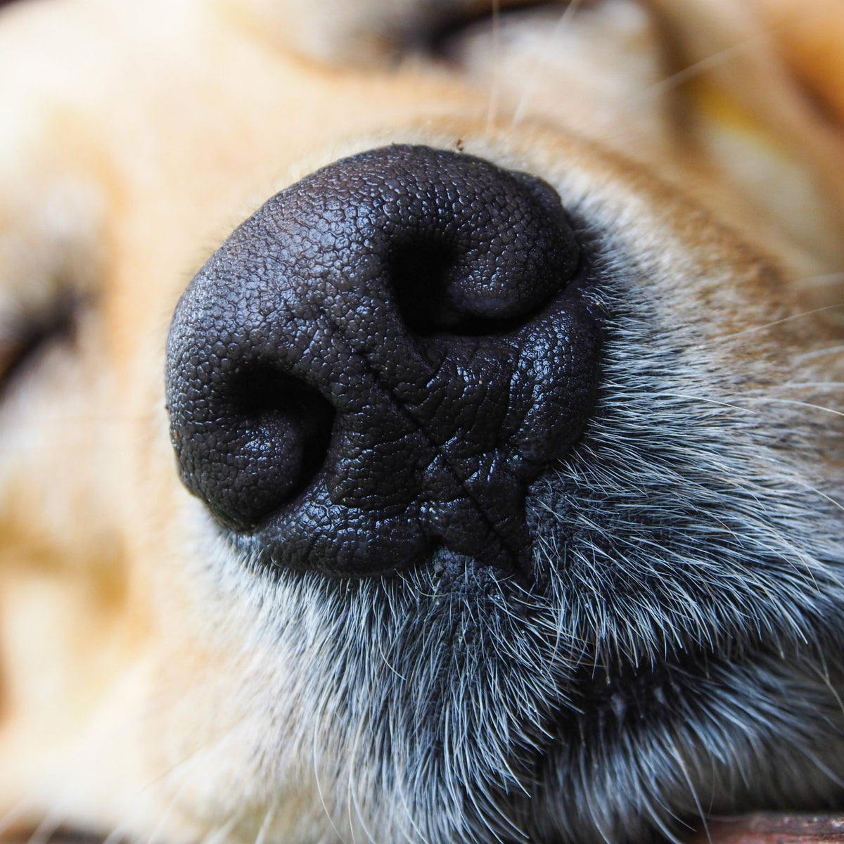 Pigmentation and Winter Nose – Dorwest