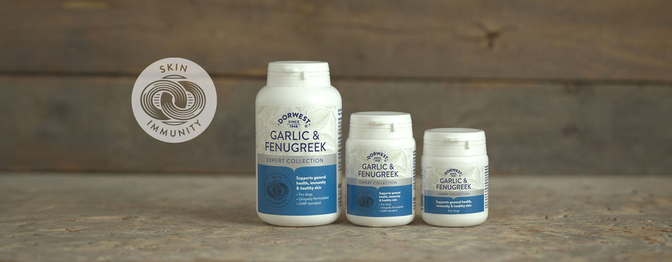 The benefits of Garlic & Fenugreek Tablets for your dog – Dorwest